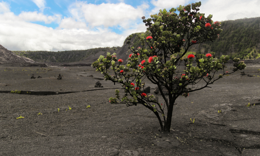 What to Know About Hawaii's ʻŌhiʻa Lehua Tree | Hawaii Aloha Travel