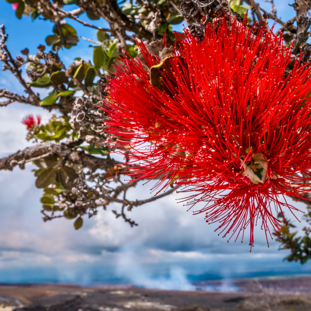 What to Know About Hawaii's ʻŌhiʻa Lehua Tree | Hawaii Aloha Travel