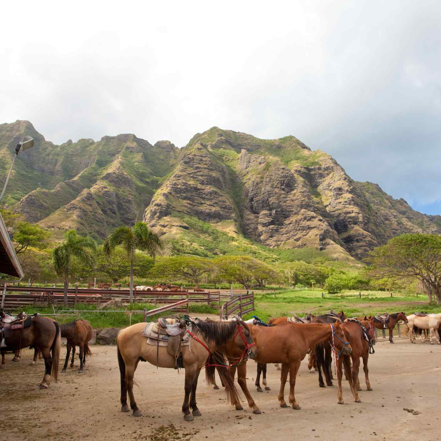 Horseback Riding Oahu: The Best Tours & Advice – Hawaii Aloha Travel