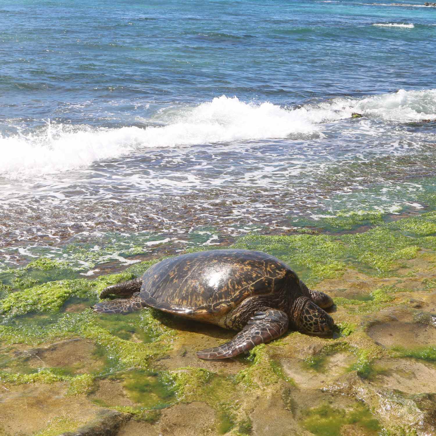 Laniakea Beach: Home of Hawaii’s Green Sea Turtles | Hawaii Aloha Travel