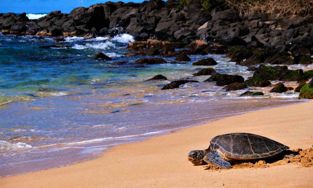 Laniakea Beach: Home of Hawaii’s Green Sea Turtles | Hawaii Aloha Travel