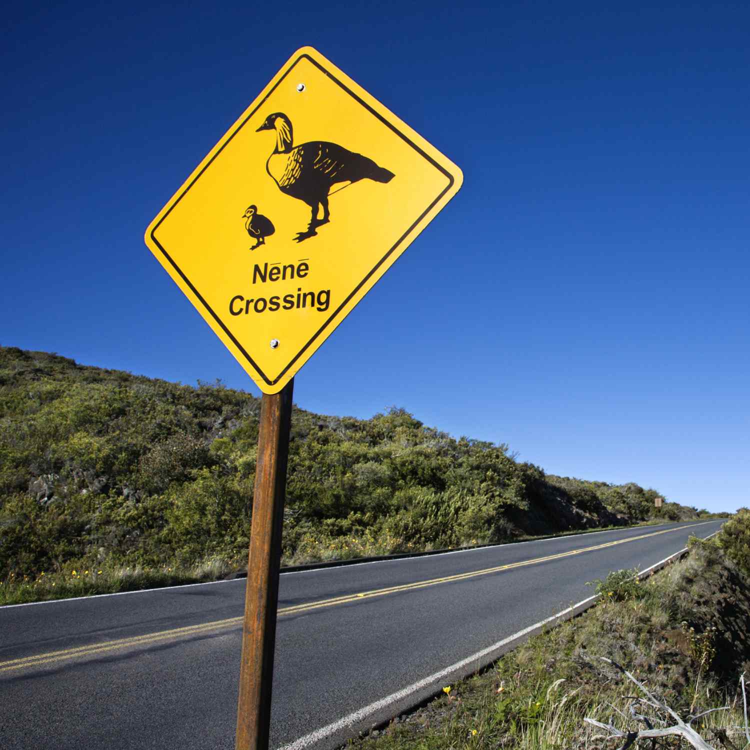 Nene in Hawaii: The World’s Rarest Goose | Hawaii Aloha Travel