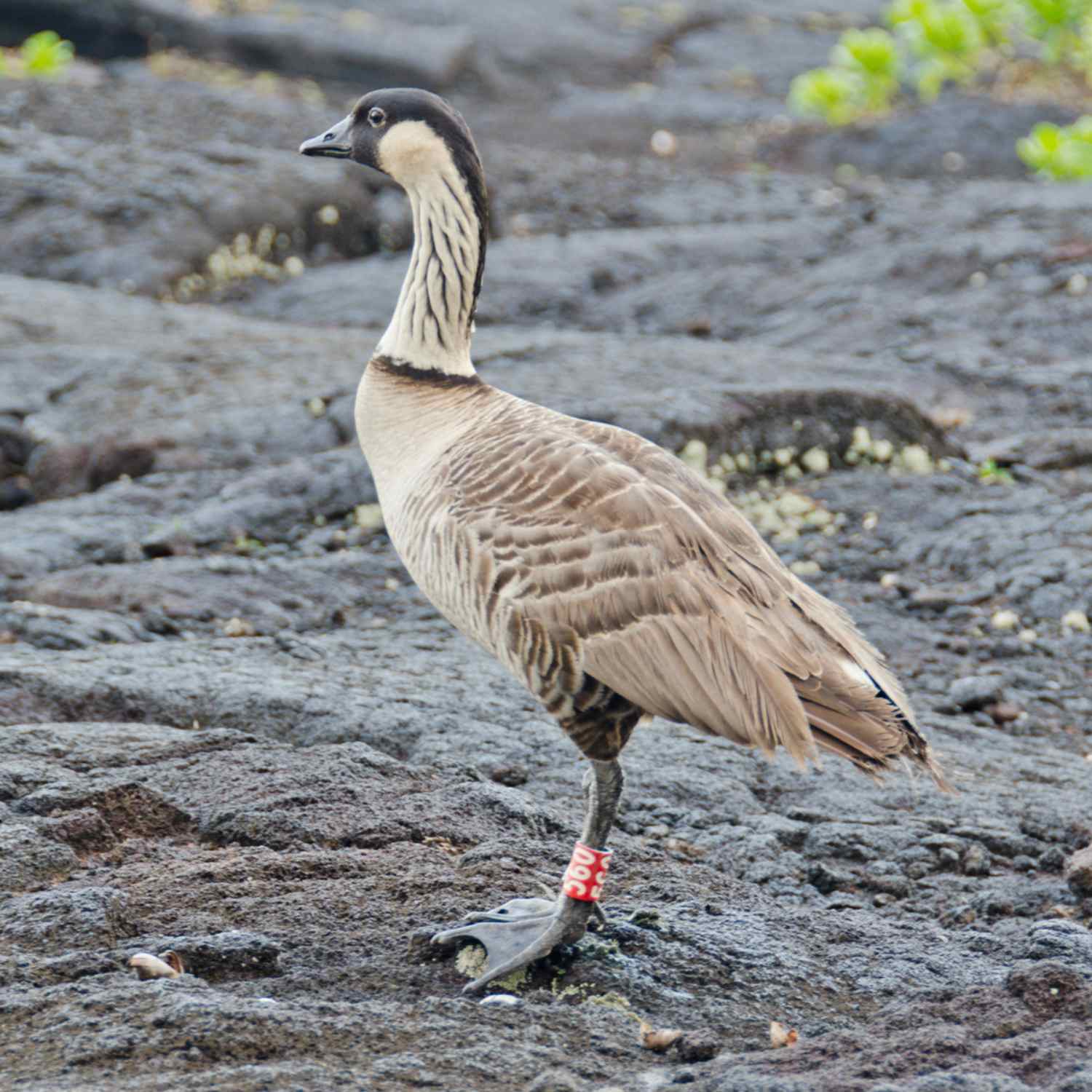 Nene in Hawaii: The World’s Rarest Goose | Hawaii Aloha Travel