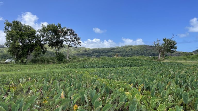 Hanalei Bay & North Shore Kauaʻi: Nāpali Coast Trail & Taro Fields